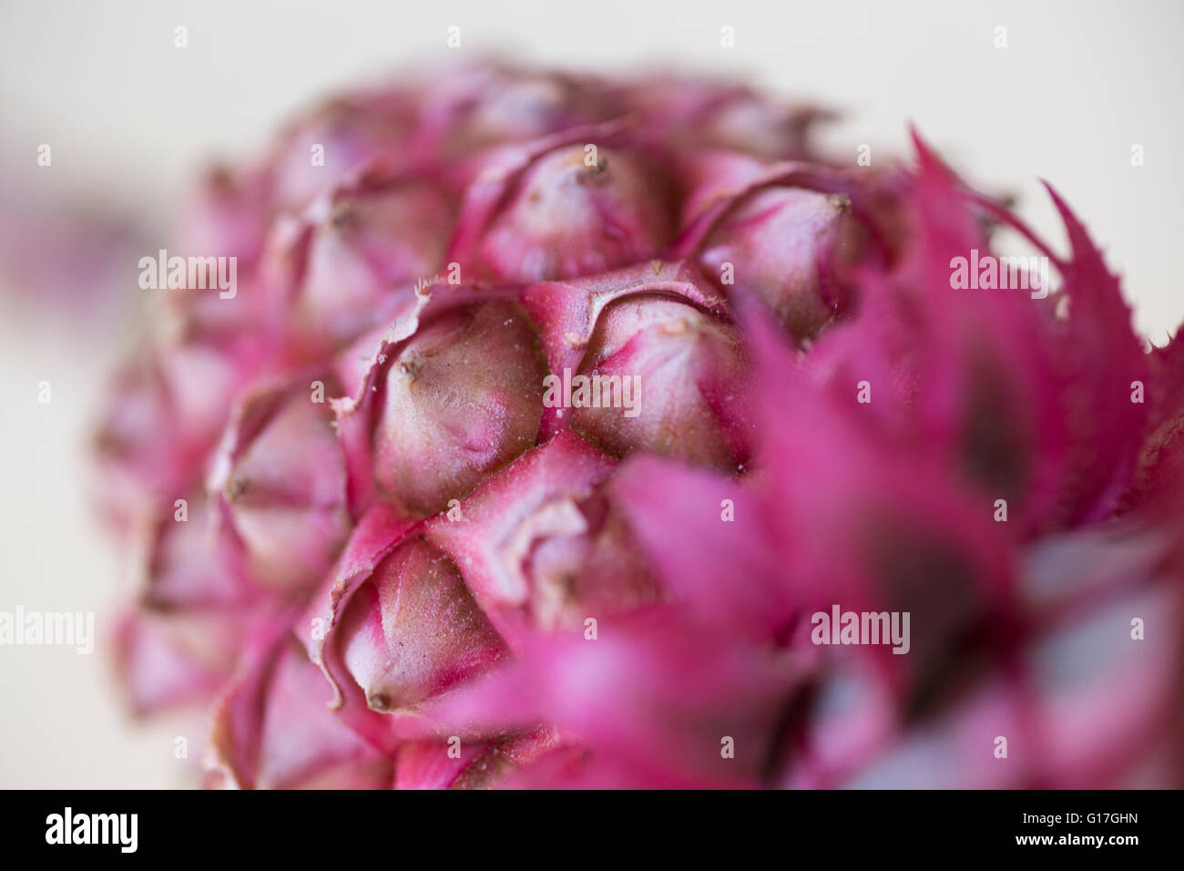 Ananas nano immagini e fotografie stock ad alta risoluzione - Alamy