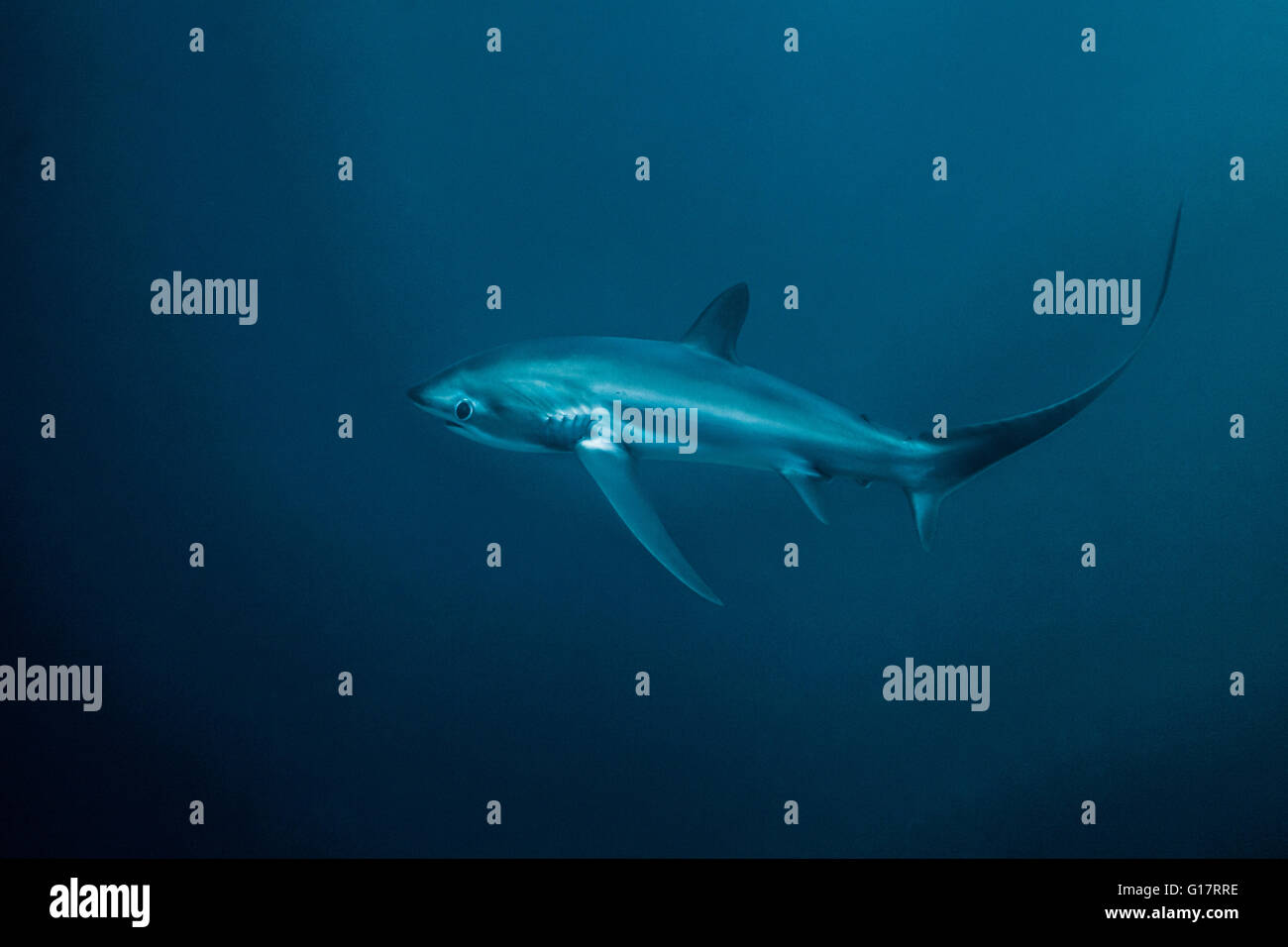 Squalo volpe immagini e fotografie stock ad alta risoluzione - Alamy