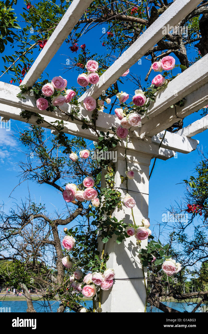 Rose rampicanti immagini e fotografie stock ad alta risoluzione - Alamy