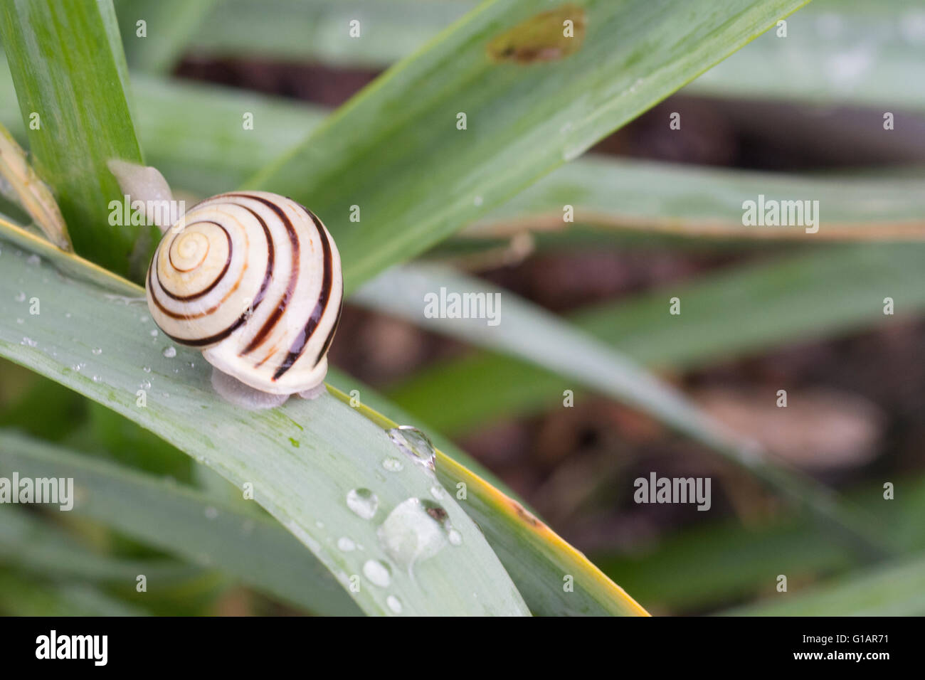 Mollusco gasteropode terrestre immagini e fotografie stock ad alta ...