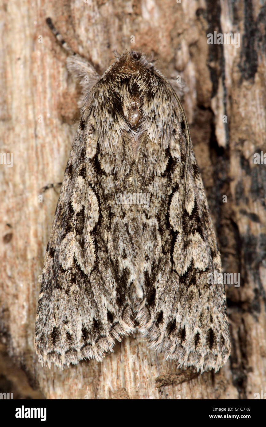 Early Grey tarma (Xylocampa areola) dall'alto. British insetto in ...