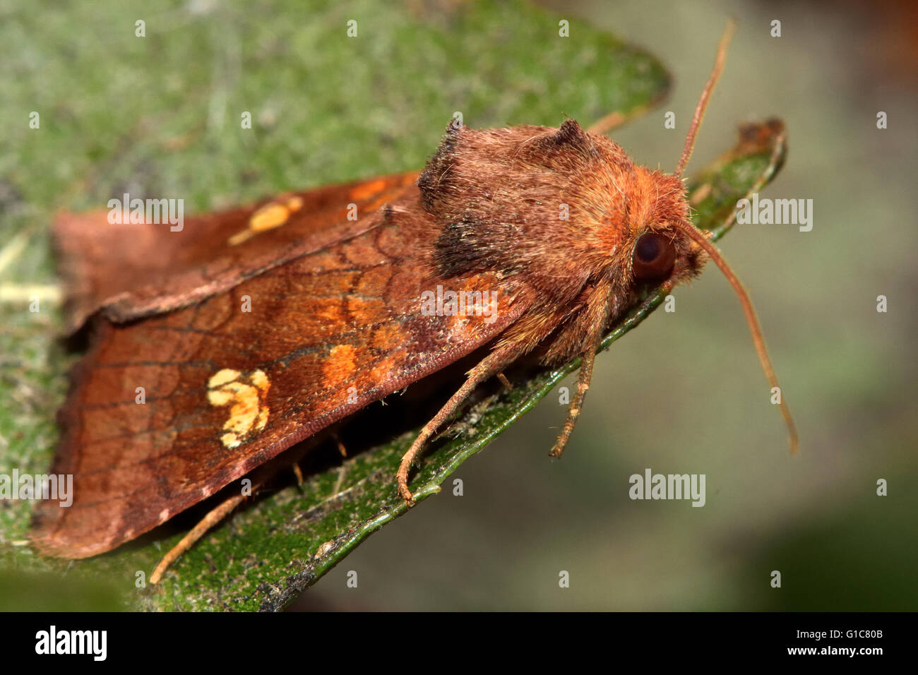 Orecchio tarma (Amphipoea oculea) nel profilo. British insetto in ...