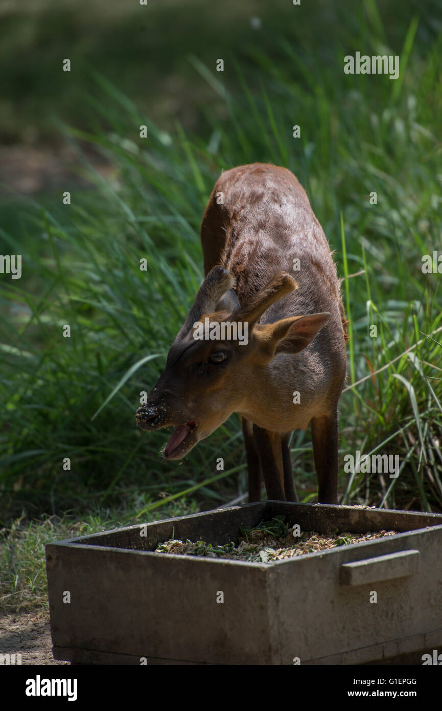 Mammiferi mammifero asia roberto nistri verticale immagini e fotografie ...