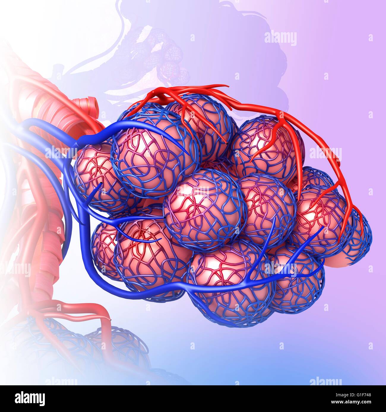 Alveoli del polmone umano immagini e fotografie stock ad alta ...