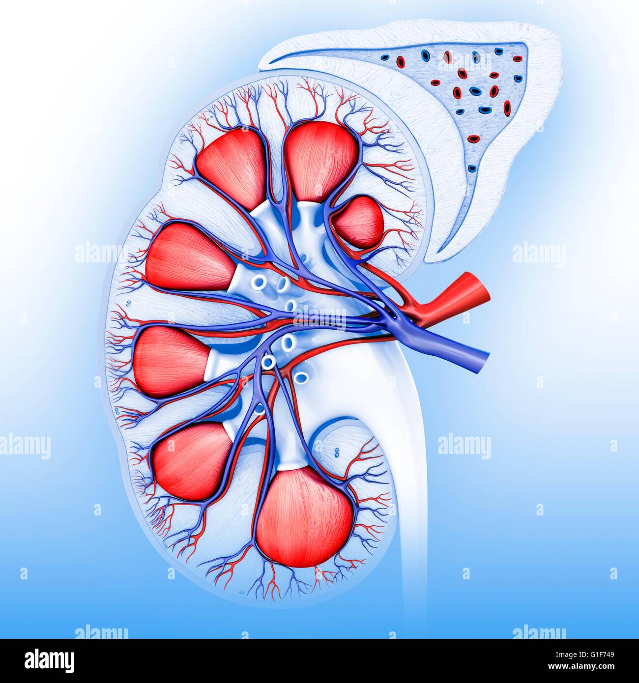 Kidney Nephron Immagini e Fotos Stock - Alamy
