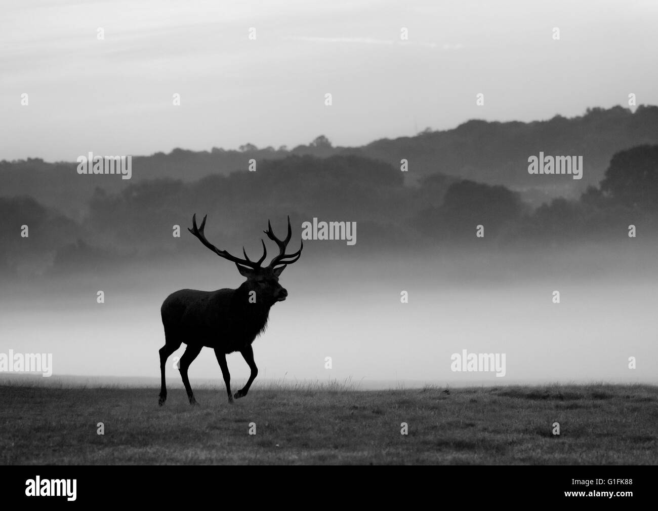 Golden dawn Foto e Immagini Stock in Bianco e Nero - Alamy