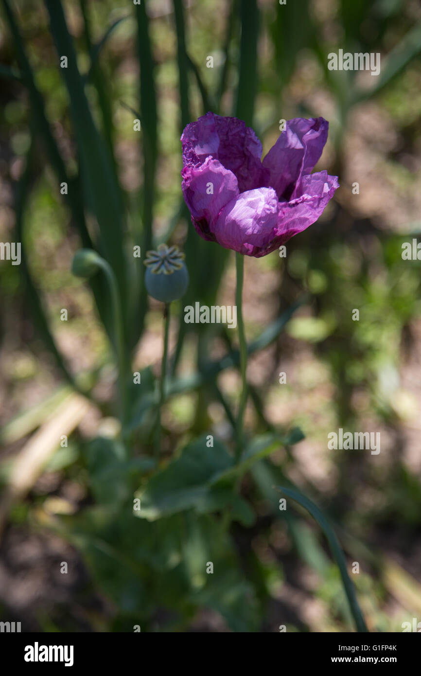 Uso di oppio immagini e fotografie stock ad alta risoluzione - Alamy