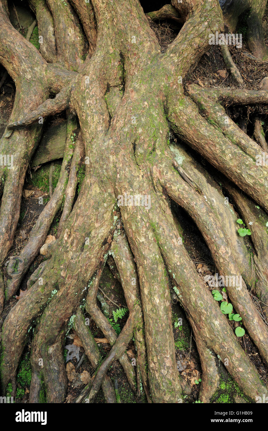 Albero delle radici immagini e fotografie stock ad alta risoluzione - Alamy