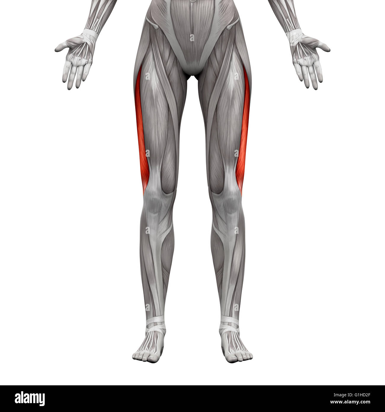 Vastus Lateralis Muscle - Anatomia muscoli isolati su bianco - 3D ...