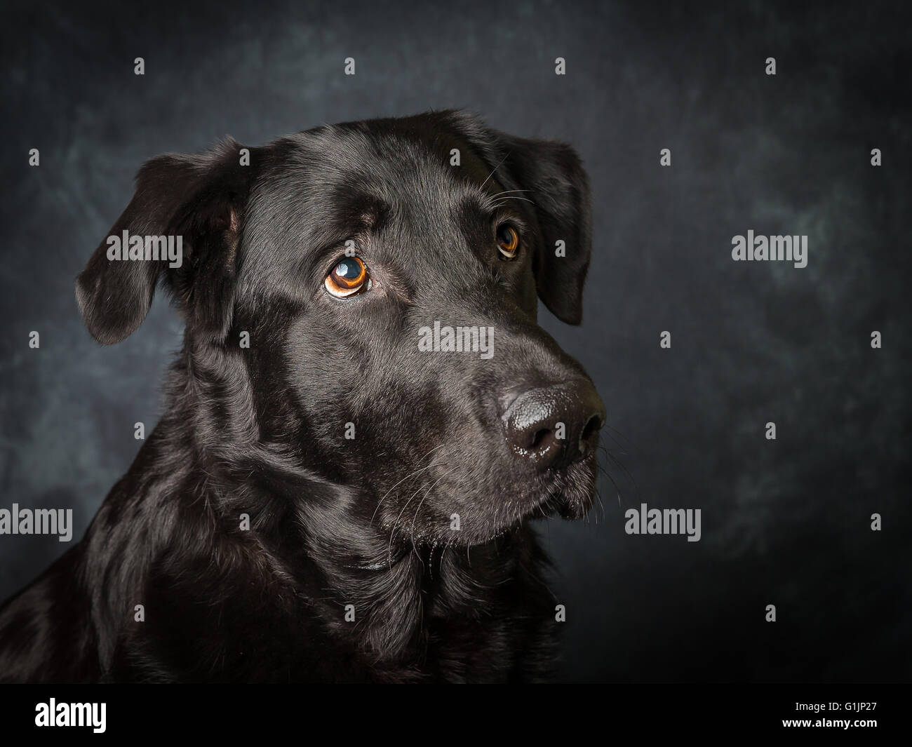 Guida canina immagini e fotografie stock ad alta risoluzione - Alamy