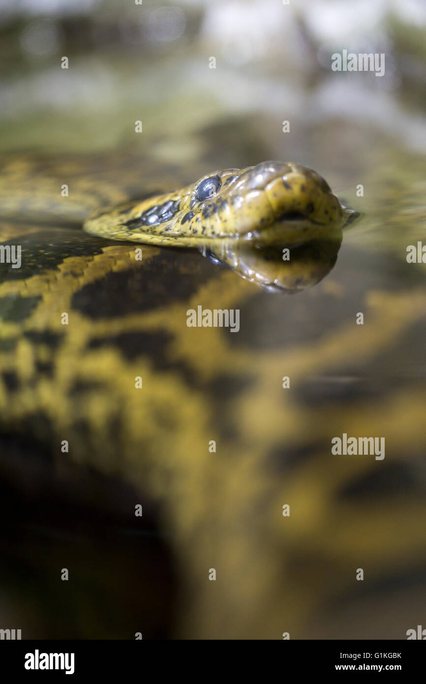 Boa constrictor giallo immagini e fotografie stock ad alta risoluzione ...