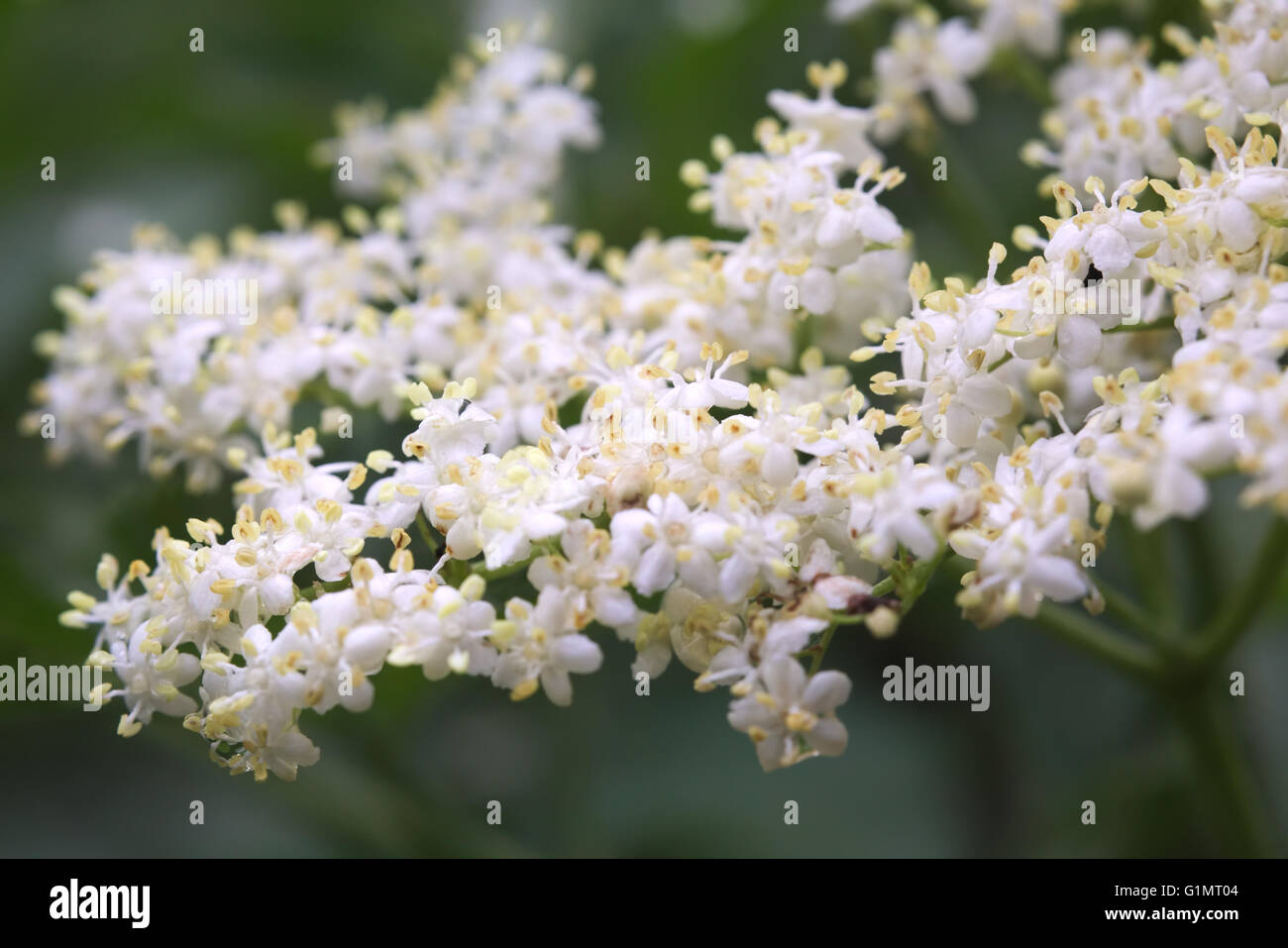 Sambucus nigra black beauty immagini e fotografie stock ad alta ...