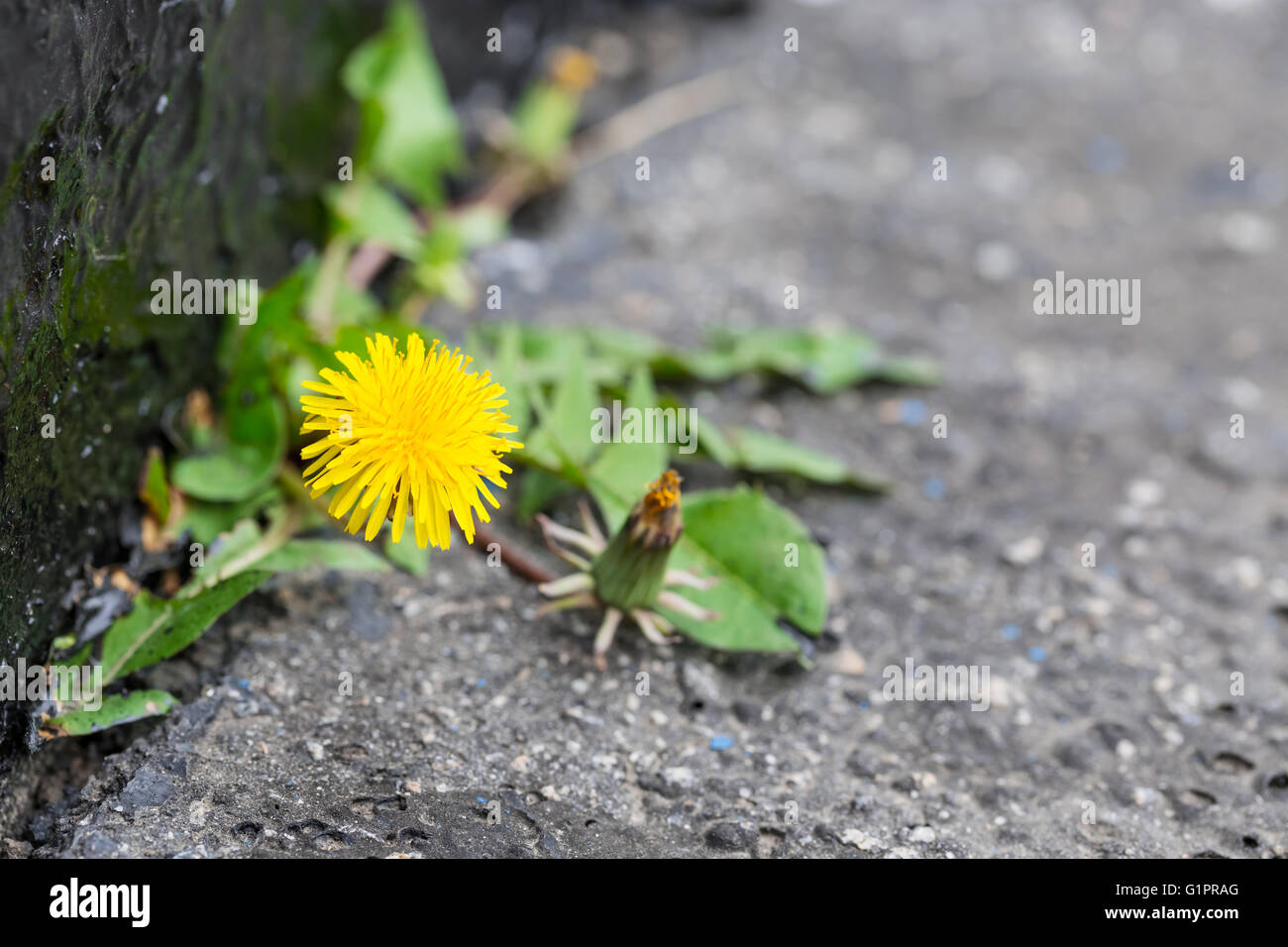 Impianto asfalto immagini e fotografie stock ad alta risoluzione - Alamy