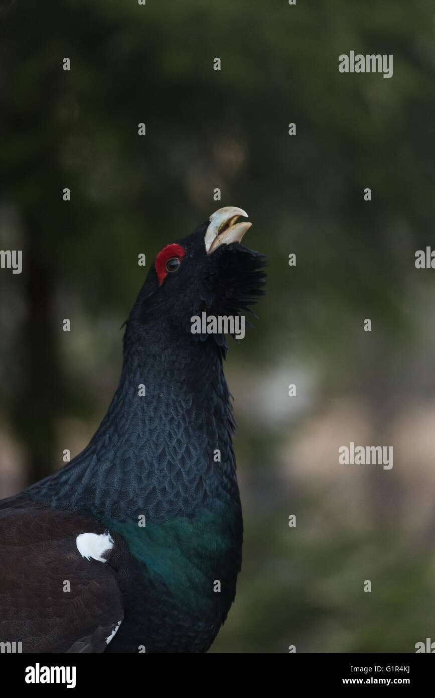 Gallo cedrone occidentale immagini e fotografie stock ad alta ...