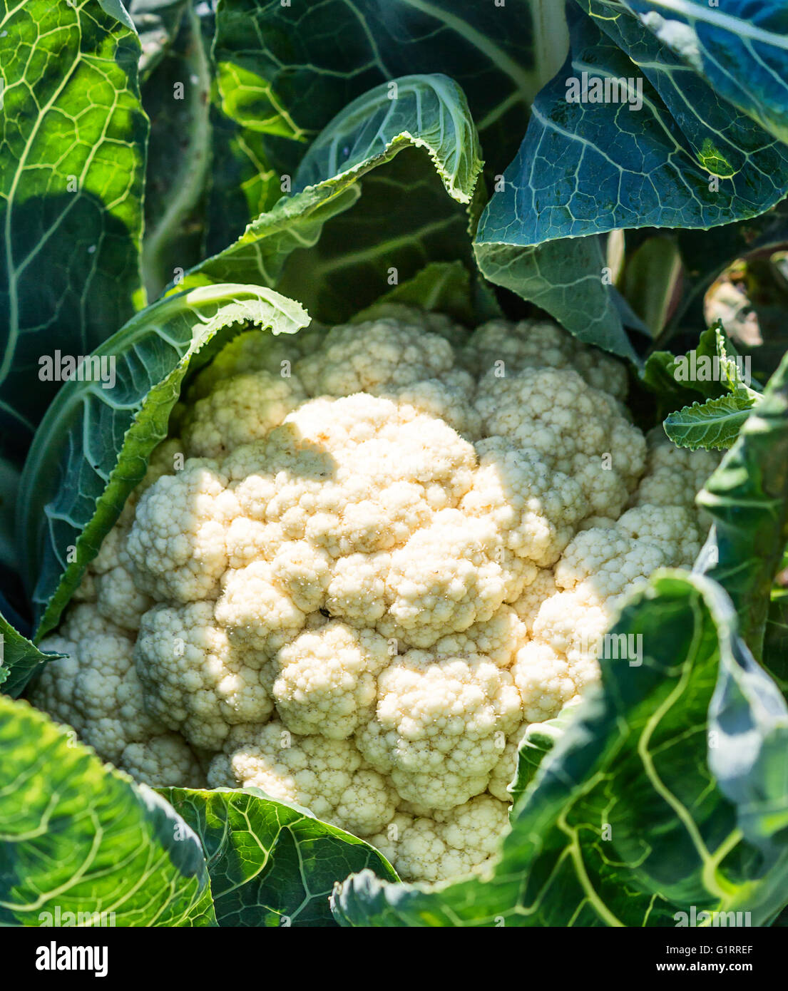 Pianta di cavolfiore immagini e fotografie stock ad alta risoluzione ...