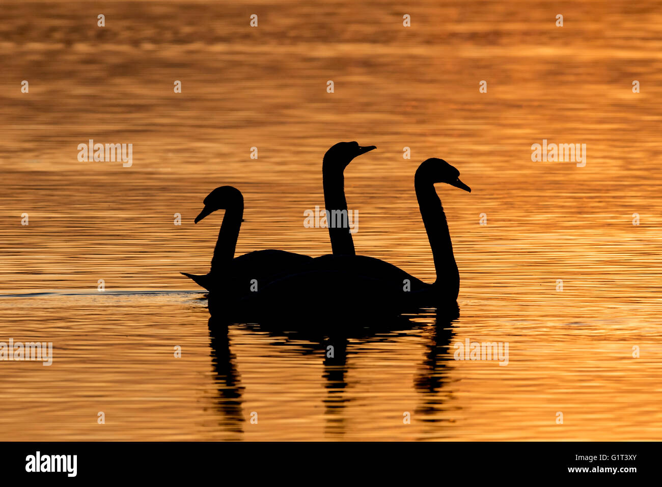 Mostro a tre teste immagini e fotografie stock ad alta risoluzione - Alamy