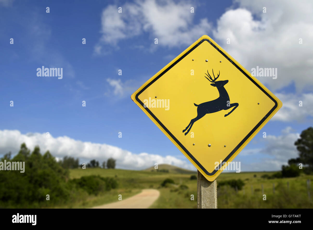 Cartello stradale di attraversamento dei cervi immagini e fotografie ...