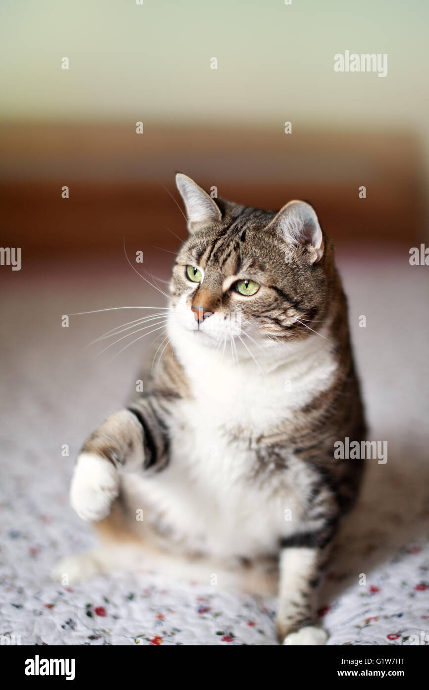 Coda di gatto comune immagini e fotografie stock ad alta risoluzione ...