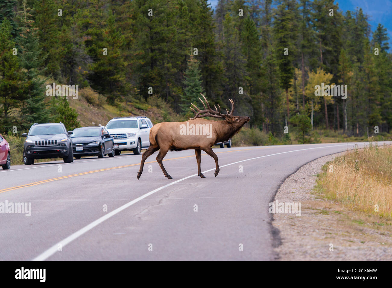 Cervo canadensis immagini e fotografie stock ad alta risoluzione - Alamy