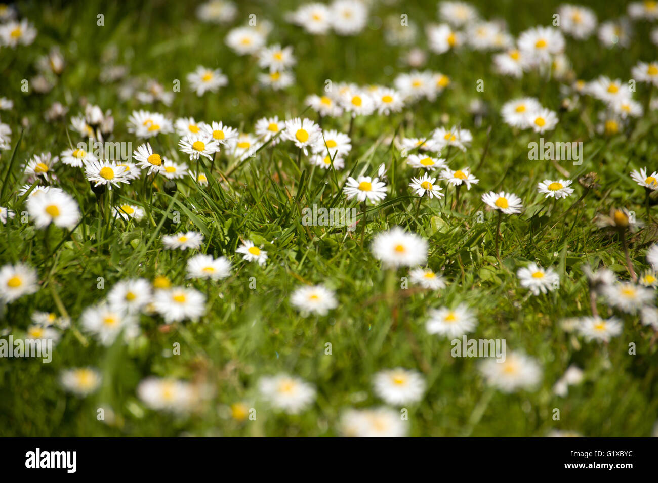 Campo di margherite immagini e fotografie stock ad alta risoluzione - Alamy