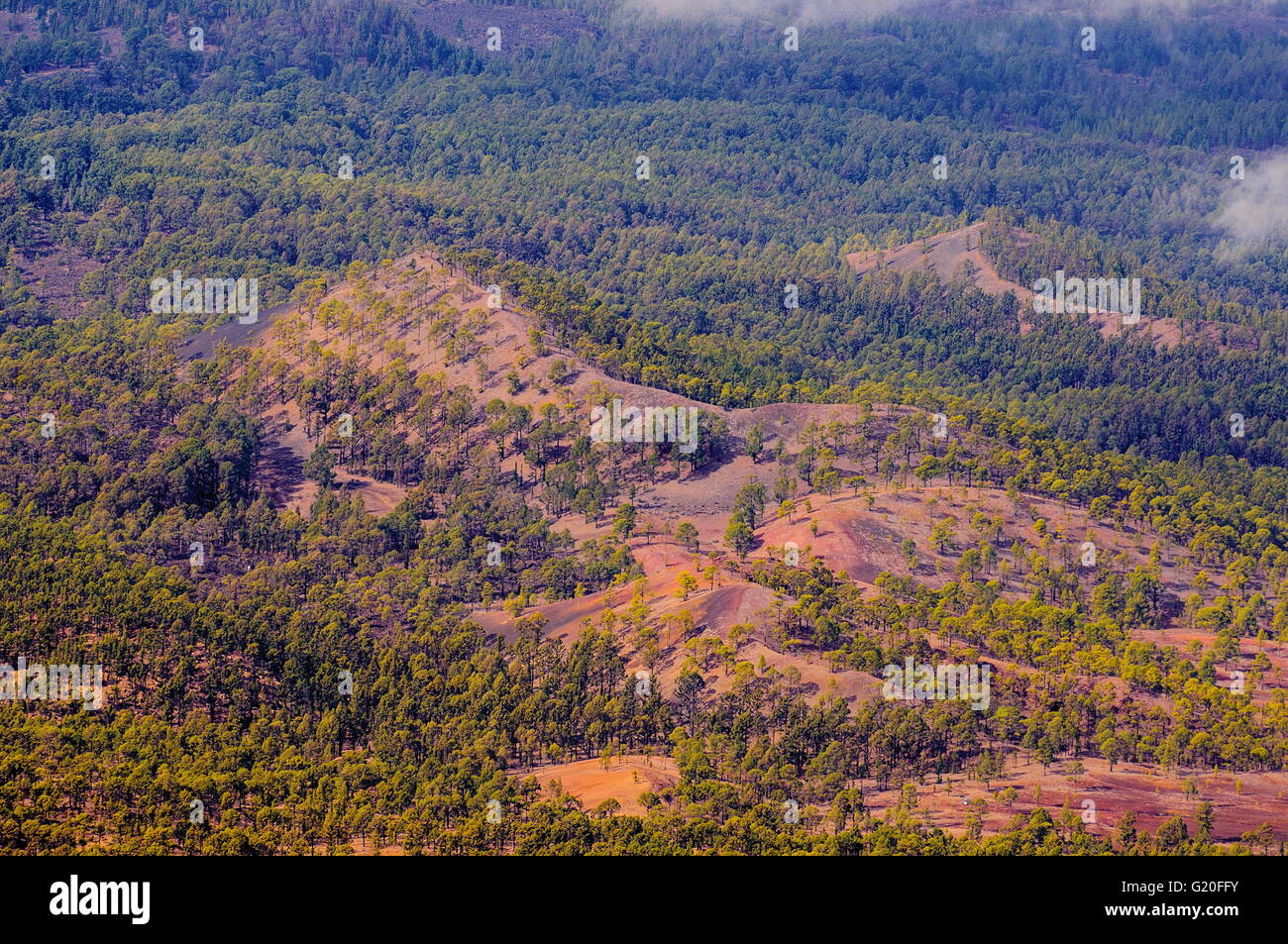 Foreste di pini, vista dal vulcano Teide a Tenerife, Spagna Foto stock ...