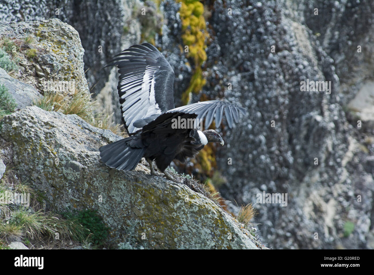 Vultur gryphus vulture sud america cile patagonia bird condor immagini ...