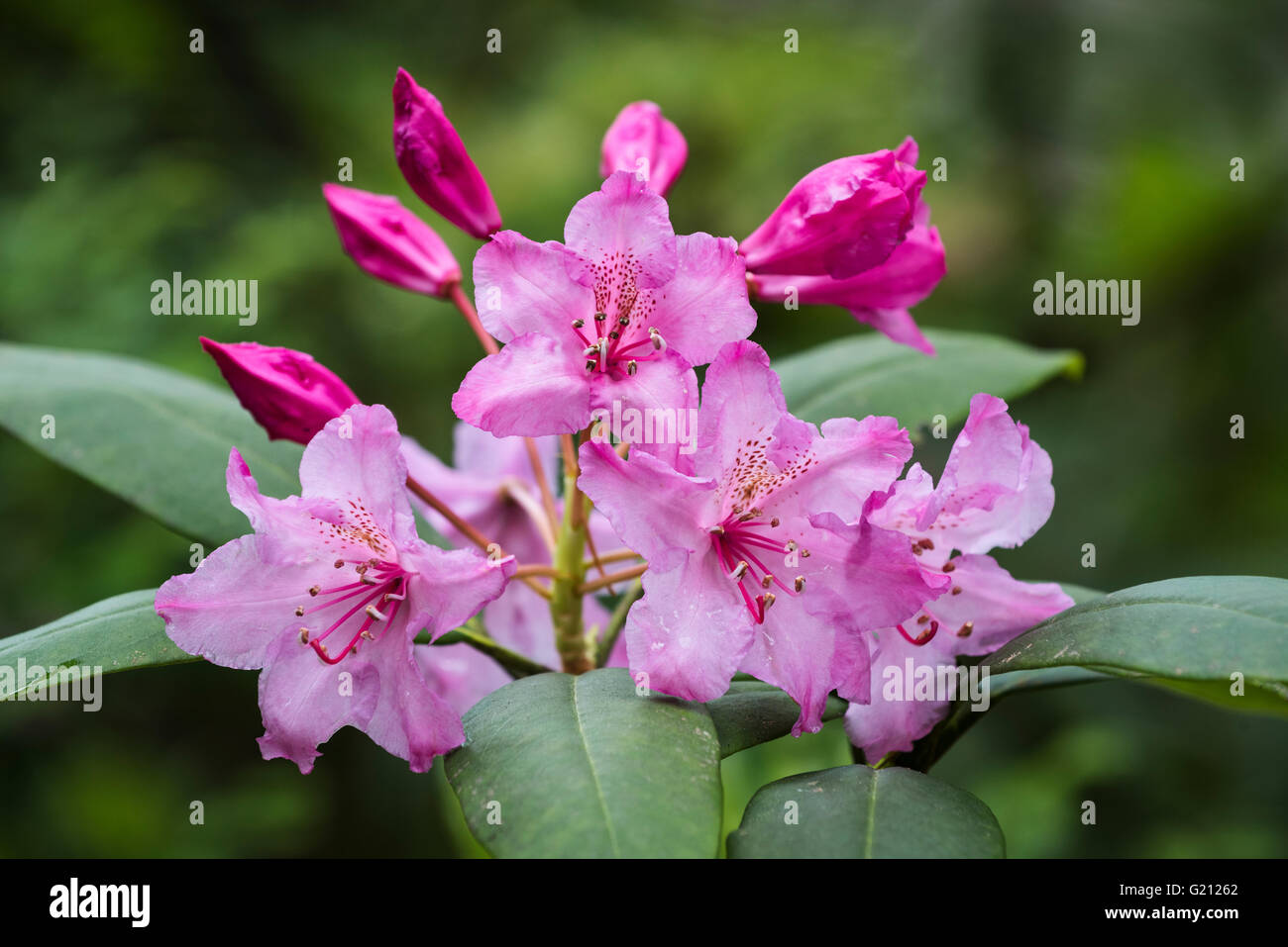 Famiglia di rododendri immagini e fotografie stock ad alta risoluzione ...