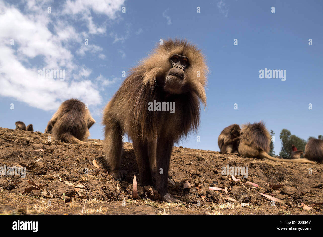 Fauna selvatica animali immagini e fotografie stock ad alta risoluzione ...