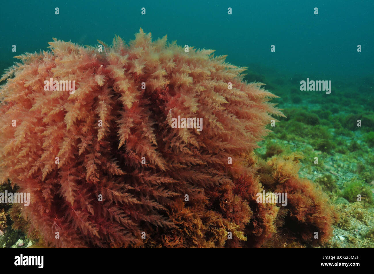 Le alghe rosse immagini e fotografie stock ad alta risoluzione - Alamy