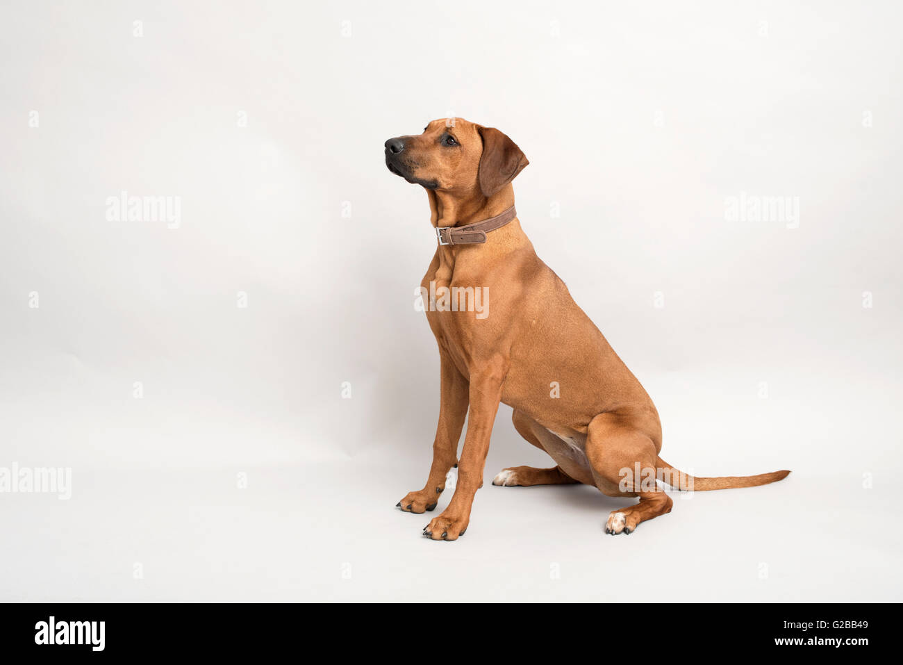 Rhodesian ridgeback immagini e fotografie stock ad alta risoluzione - Alamy
