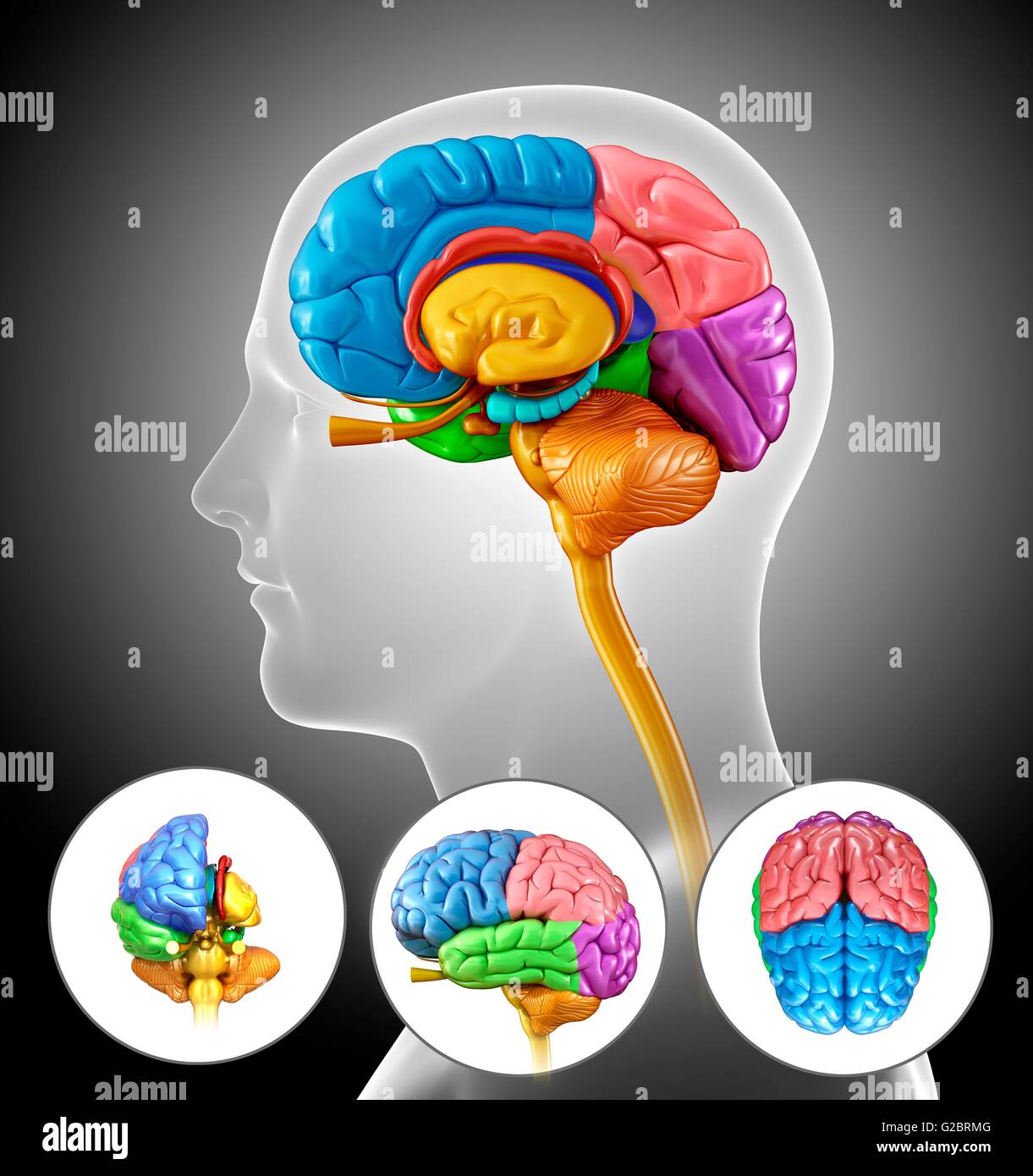 Cervello umano anatomia, illustrazione Foto stock - Alamy Cervello umano anatomia, illustrazione Foto stock - Alamy