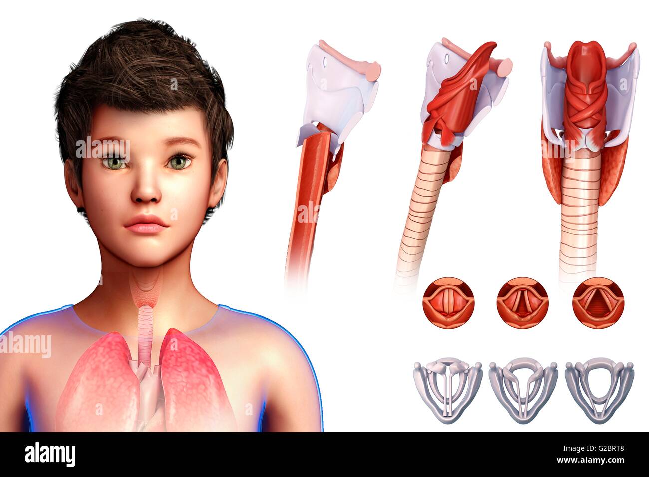 Human vocal cords immagini e fotografie stock ad alta risoluzione - Alamy