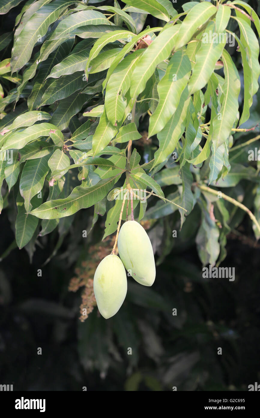 Ramo di un albero di mango immagini e fotografie stock ad alta ...