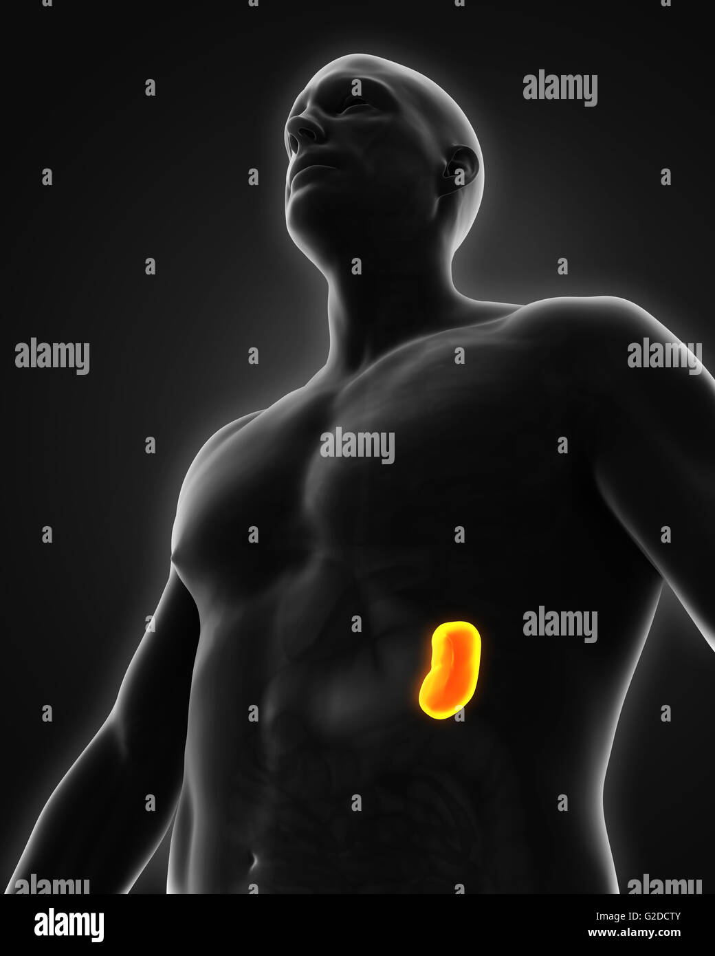 Anatomia Della Milza Immagini e Fotos Stock - Alamy
