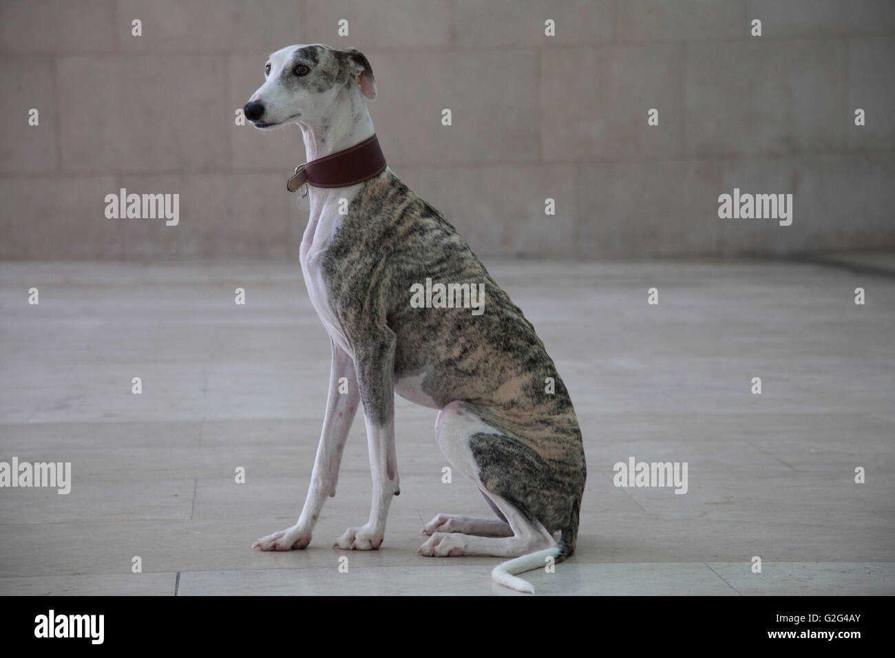 Cane levriero immagini e fotografie stock ad alta risoluzione - Alamy