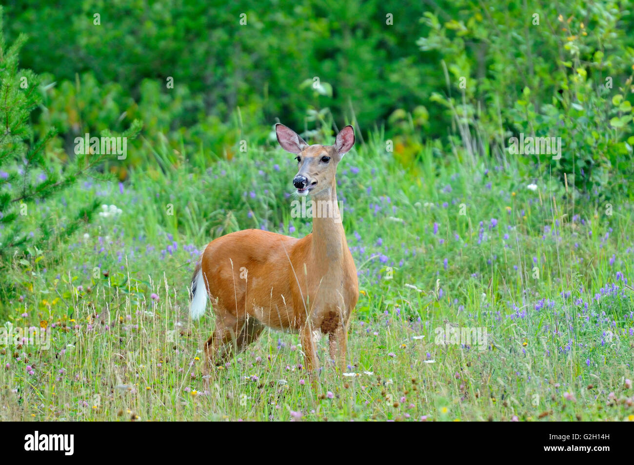 Orecchio di cervo immagini e fotografie stock ad alta risoluzione - Alamy