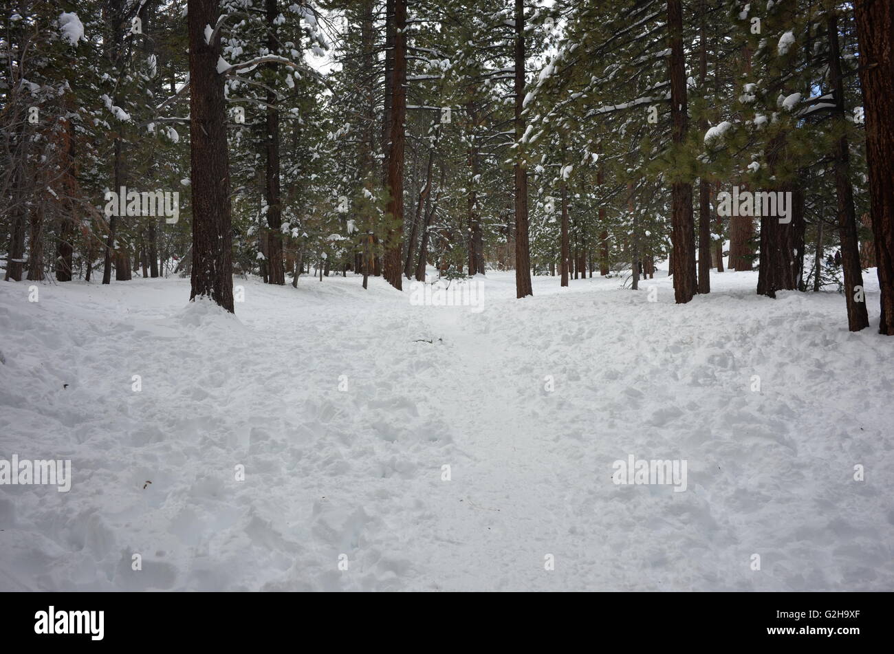 Sentiero nel bosco innevato immagini e fotografie stock ad alta ...