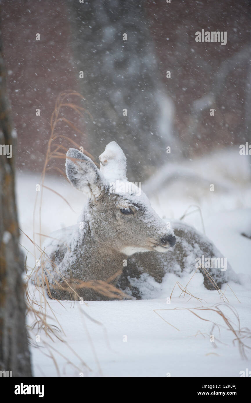 Cervo mulo femmina odocoileus hemionus immagini e fotografie stock ad ...