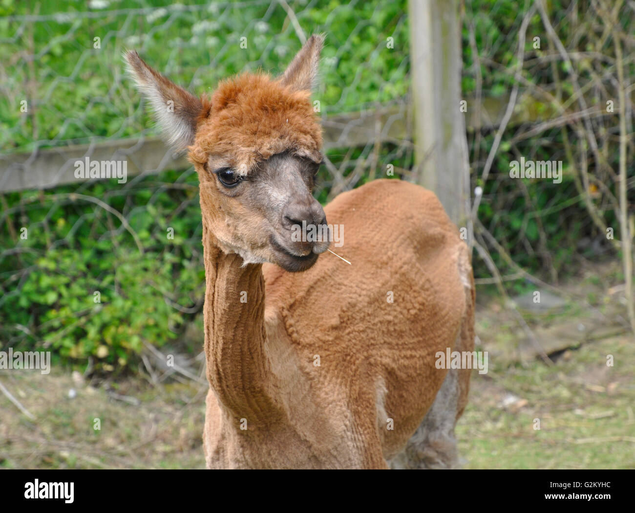 Alpaca tosato immagini e fotografie stock ad alta risoluzione - Alamy