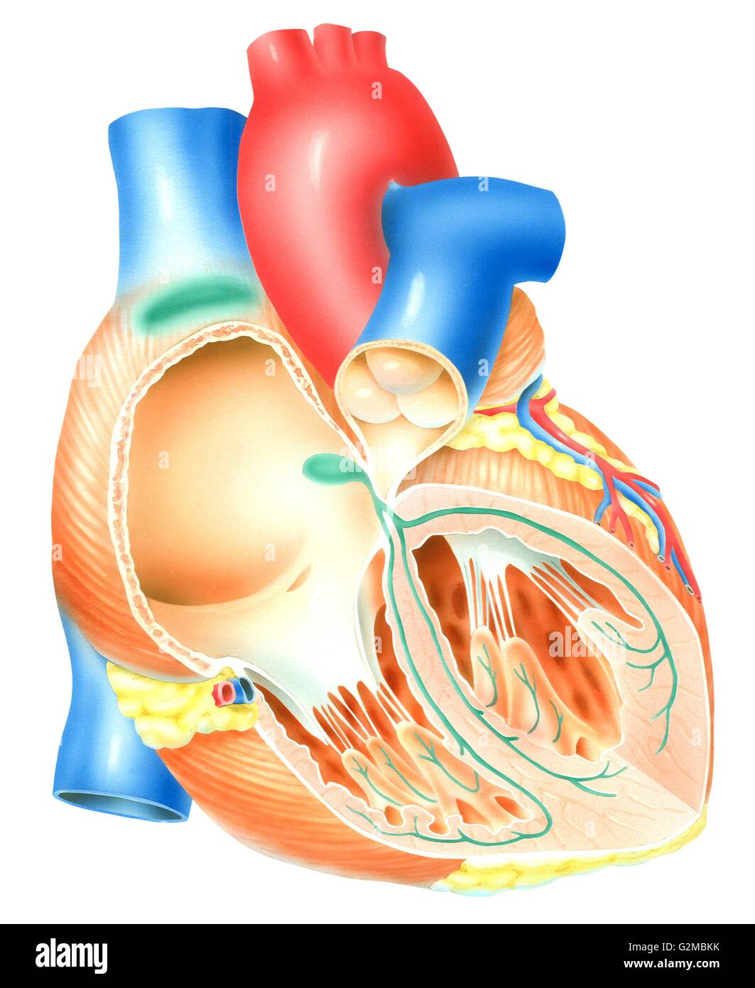 Valvola anatomica immagini e fotografie stock ad alta risoluzione - Alamy