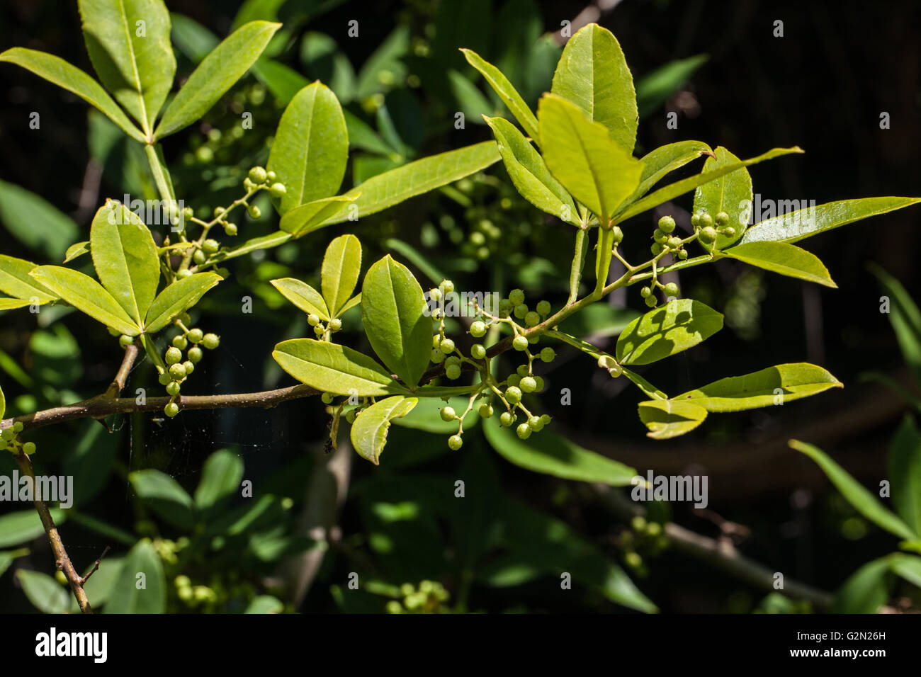 Frutta di zanthoxylum immagini e fotografie stock ad alta risoluzione ...