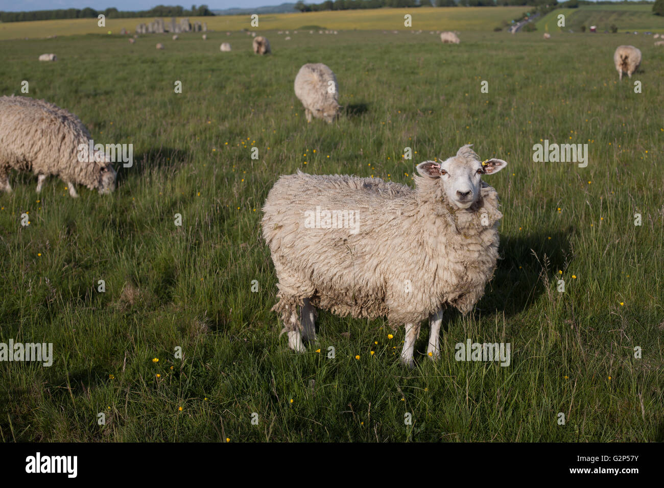 Dolly la pecora immagini e fotografie stock ad alta risoluzione - Alamy
