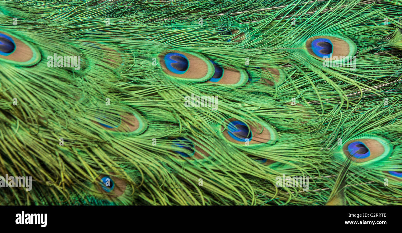 Coda di peafowl immagini e fotografie stock ad alta risoluzione - Alamy