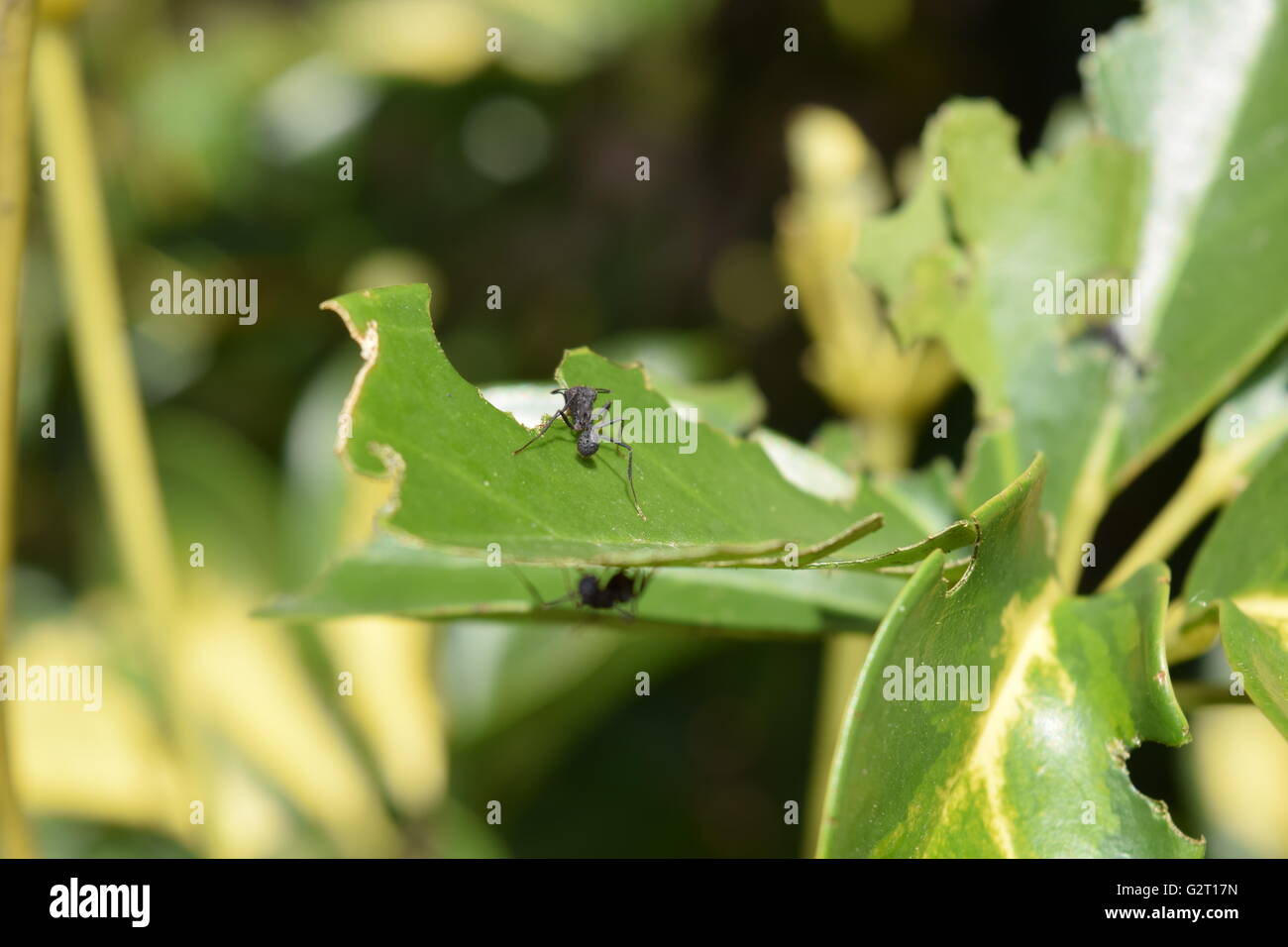 Formica nera del giardino nell'erba immagini e fotografie stock ad alta ...