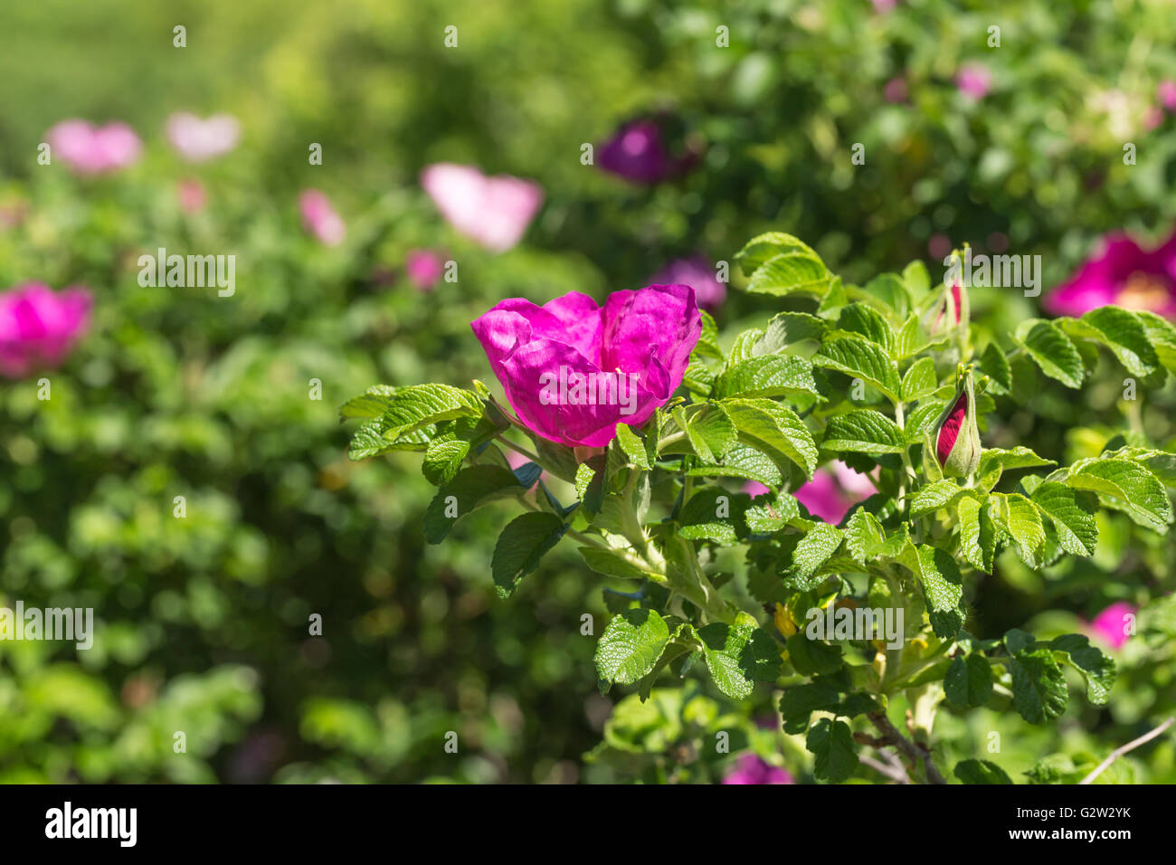 Fiore viola con foglie verdi immagini e fotografie stock ad alta ...