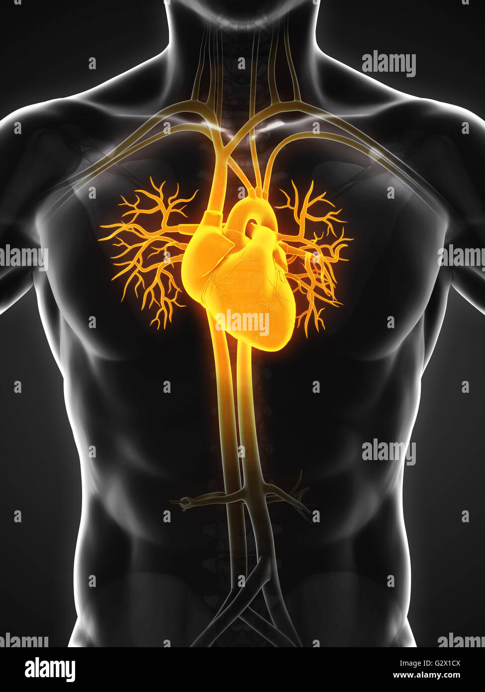 Anatomia del corpo umano e del cuore 3d immagini e fotografie stock ad ...