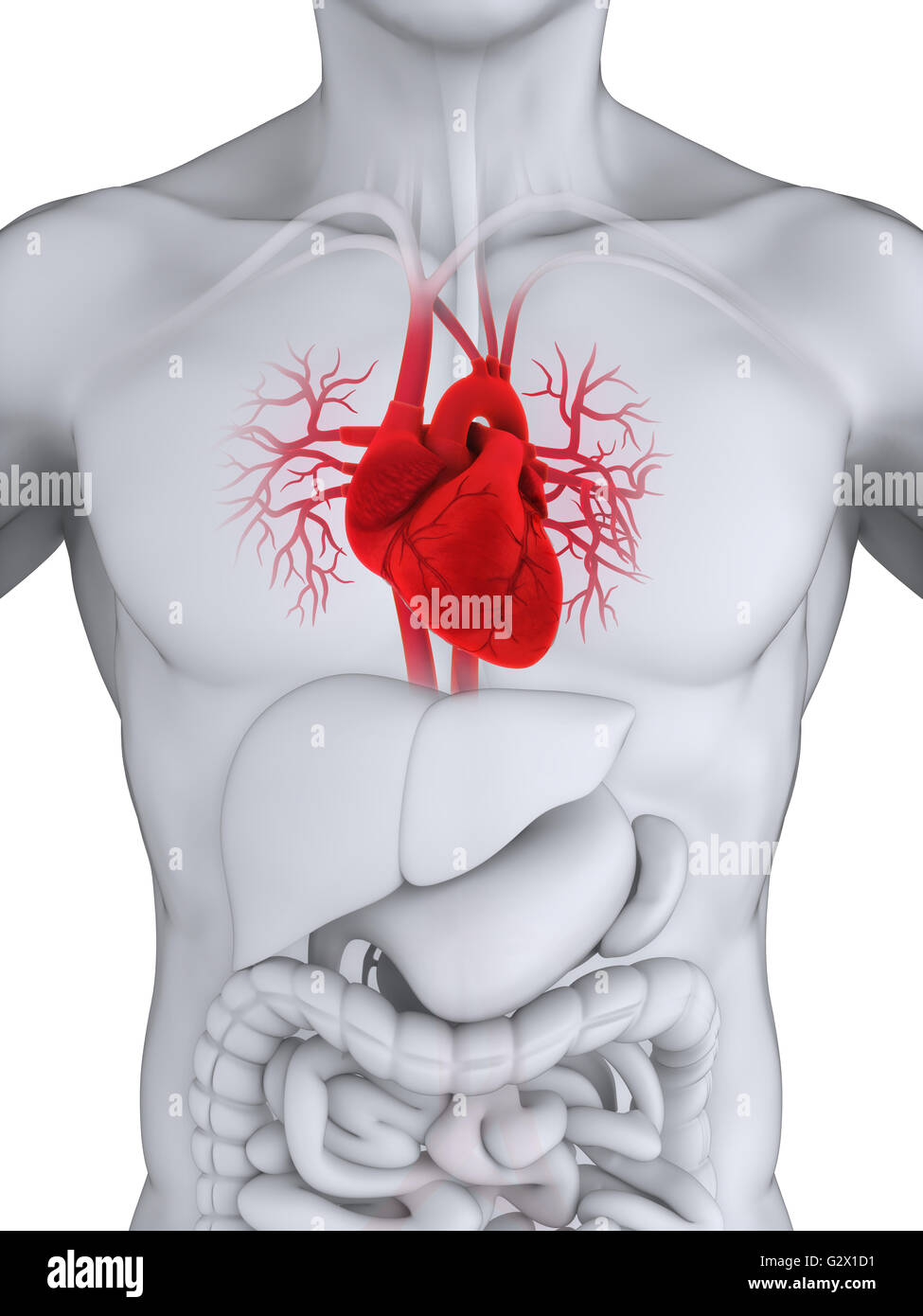 Anatomia del cuore immagini e fotografie stock ad alta risoluzione ...
