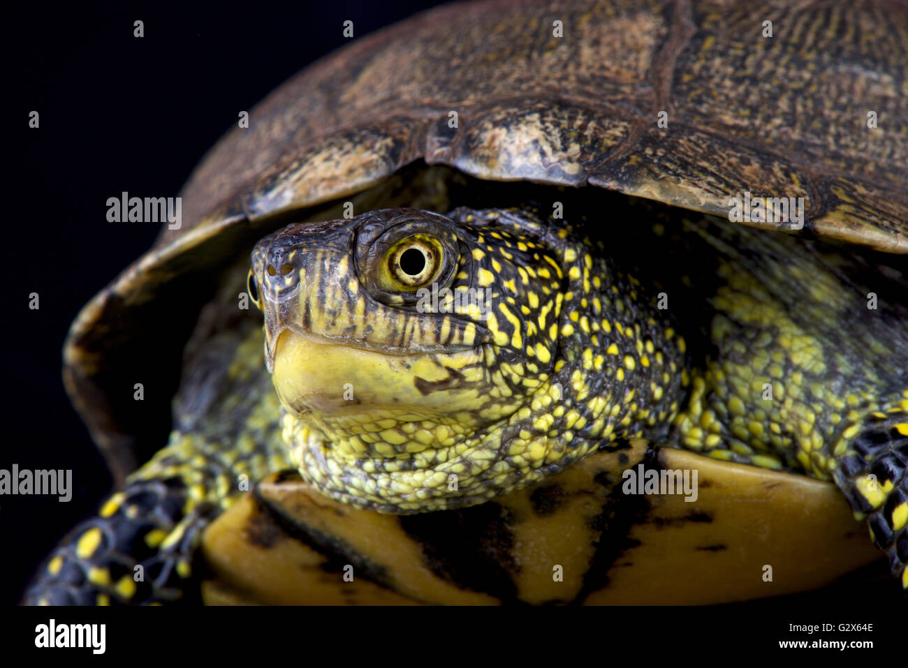 Testuggine palustre (Emys orbicularis orbicularis Foto stock - Alamy