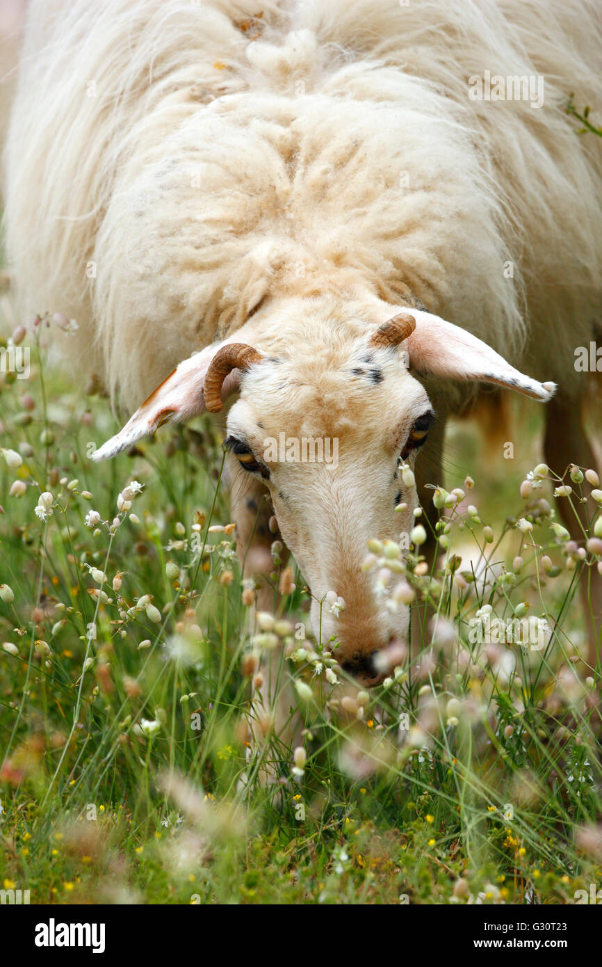 Pecore al pascolo immagini e fotografie stock ad alta risoluzione - Alamy