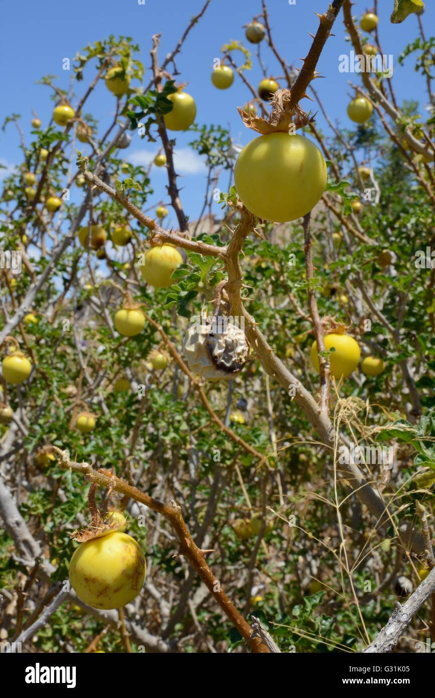 Apple di Sodoma / Devil's apple / del diavolo (pomodoro Solanum ...
